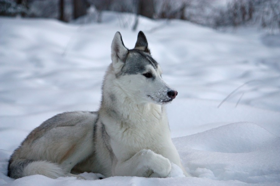 Samoyed | Welcome To Your Pet Space!