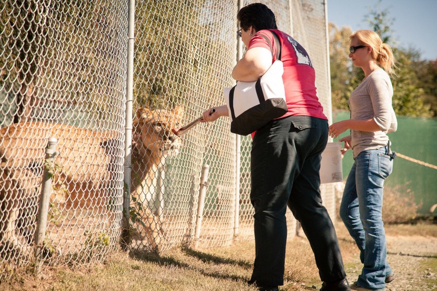 The Story Of Several Servals