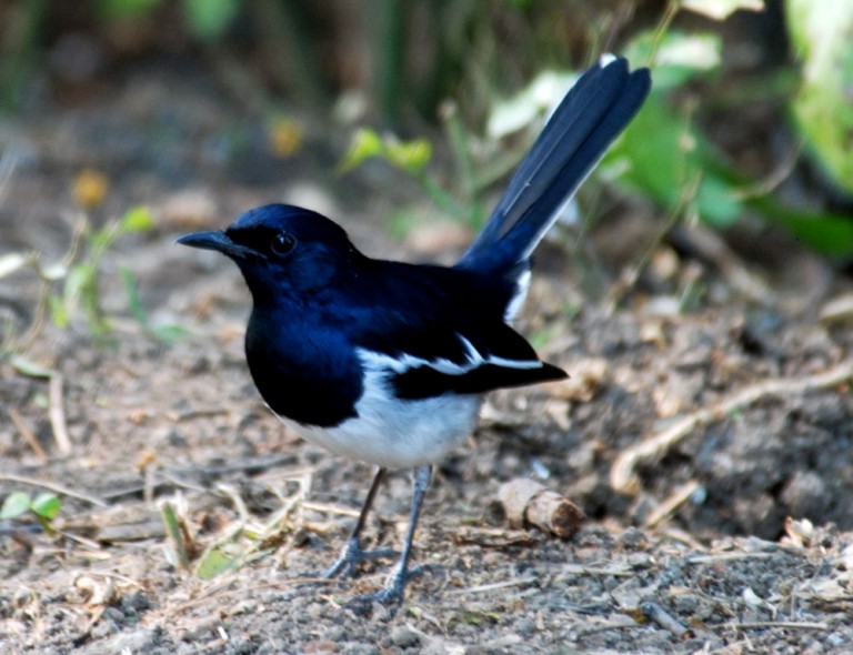 Birds Of India