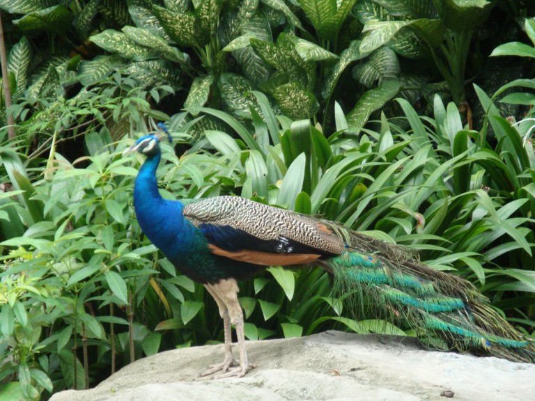 Birds Of India
