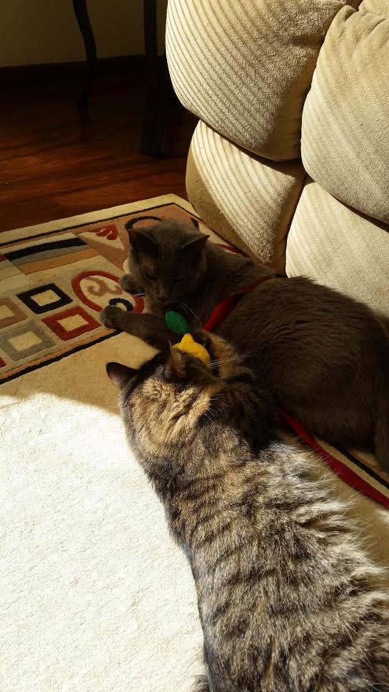 Welcome To Your Pet Space!