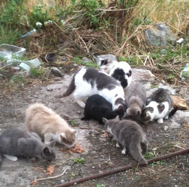 Welcome To Your Pet Space!