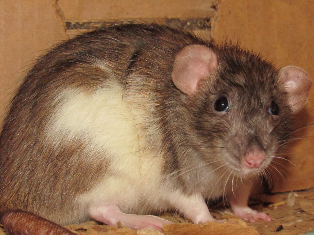 Welcome To Your Pet Space!